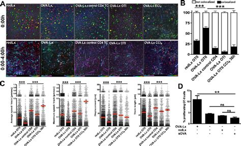 Antigen Presentation By Kcs Leads To Arrest Of Passenger T Cells In Download Scientific Diagram