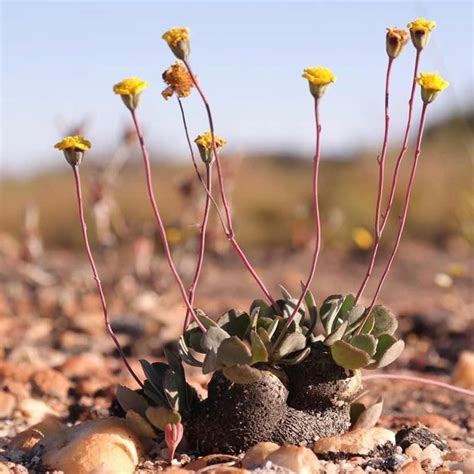 Othonna Cacalioides