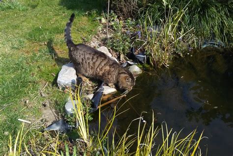 Кучета котки и други любимци Страница 321 Форум