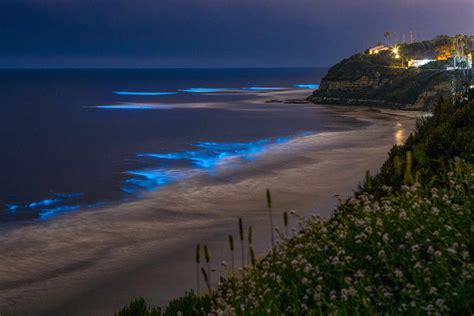 ¿qué Son Las Algas Bioluminiscentes