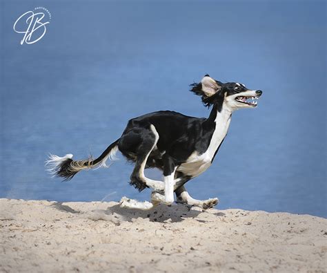 Saluki The Breed Archive