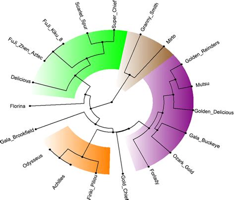 UPGMA Tree Showing The Genetic Relationships Between The Apple Download Scientific Diagram