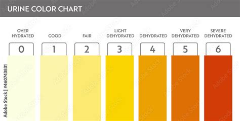 Urine Color Chart Pee Hydration And Dehydration Test Strip Vector