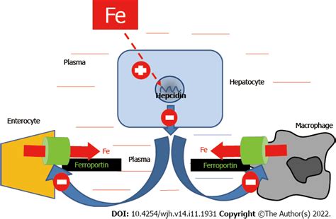 Haemochromatosis Revisited