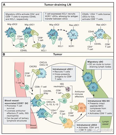 Immunity 树突状细胞 Dcs 在肿瘤中作为t细胞免疫的牧羊人 知乎