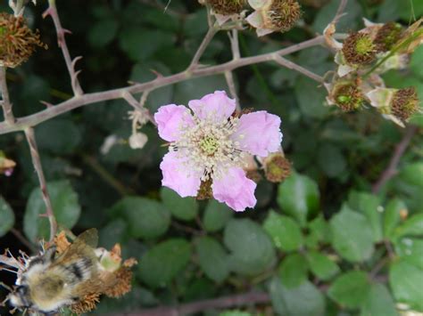 Rubus Ulmifolius