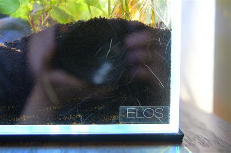 Its Been Just Over A Week And My Plants Root System Is Growing Like Crazy R Plantedtank