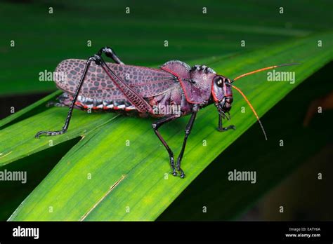 A Lubber Grasshopper Taeniopoda Reticulata Searching For A Mate Stock