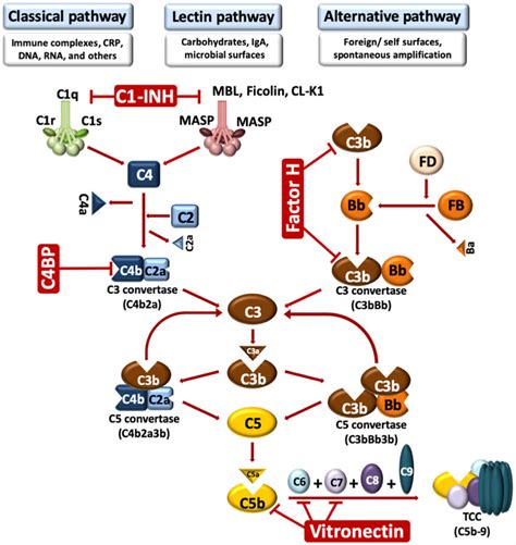 Schematic Representation Of The Human Complement Cascades Complement Download Scientific