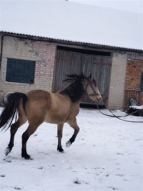 Кобила …………………… 45 000 грн Сільгосп тварини Підволочиськ на Olx