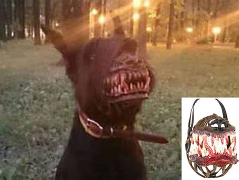 G1 Máscara assustadora para cães à venda na Rússia vira hit na web