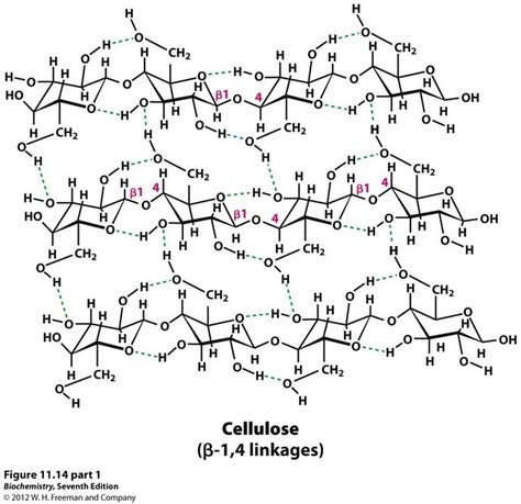 Cellulose Life Hacks For School Writing Code Insect Anatomy