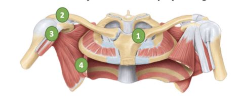 Movements Of The Shoulder Girdle Flashcards Quizlet