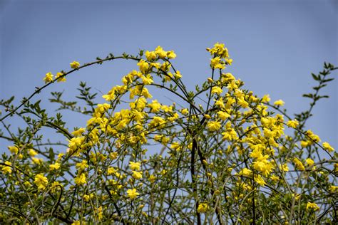 嫩芽素材 嫩芽模板 嫩芽图片免费下载 设图网