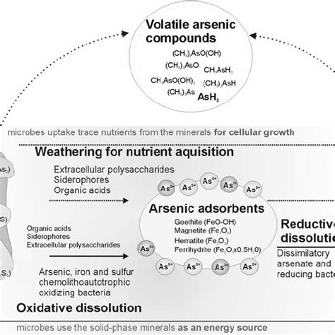 Microbial Transformation Of Arsenic In Mining Environments Download Scientific Diagram