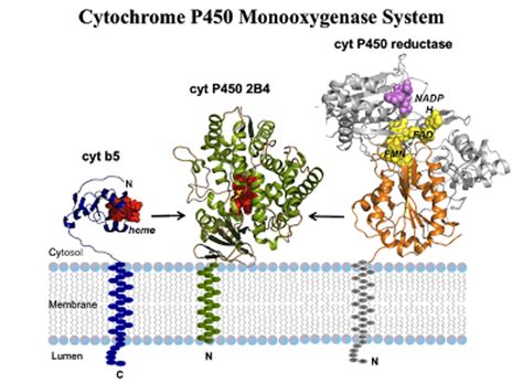 Custom MemPro Cytochromes P450 CYPs Creative Biostructure