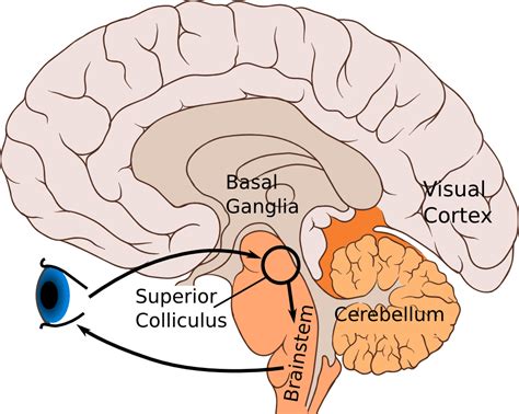 What Is The Structure And Function Of The Superior Colliculus — Brain
