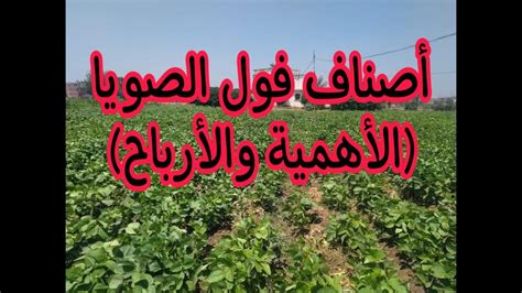 أصناف فول الصويا الإنتاجية والأرباح Youtube