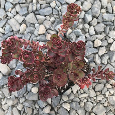 Sedum Spurium Voodoo Stonecrop 35 Pot Little Prince To Go