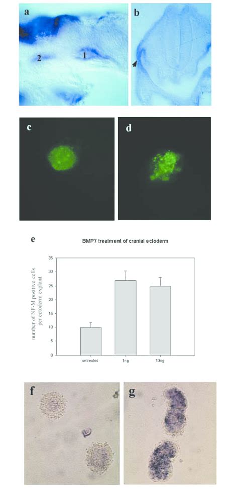 The Role Of Bmp7 In Epibranchial Placode Induction A In Situ