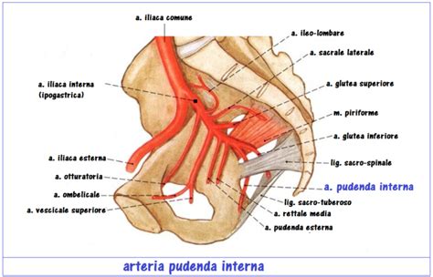 Arteria Pudenda Interna FertilityCenter