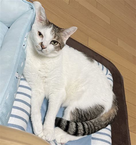 「うちの猫1🐈 」猫間 ｱｷ🐈🐾の漫画