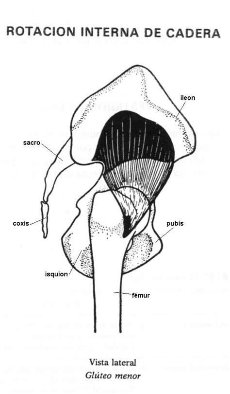 A Moverse RotaciÓn Interna De Cadera