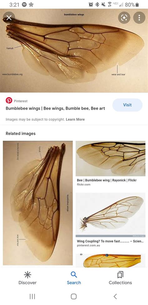 Bee Wing Anatomy Bee Wings Bumble Bee Wings Insect Wings