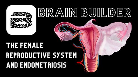 The Female Reproductive System And Endometriosis Real 3d Anatomy