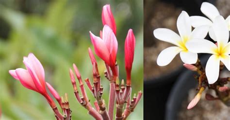 Плюмерия (Plumeria) или Франжипани (Frangipani) ~ Аромахимия