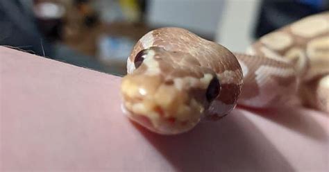 My Banana Ball Python Beans Album On Imgur