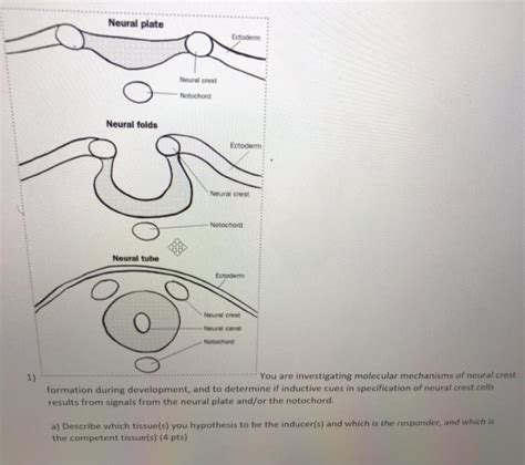 Neural Plate Ectoderm Neural Crest Notochord Neural