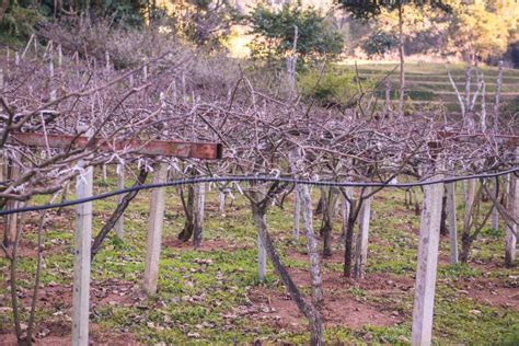Kiwi Garden In Royal Agricultural Station Angkhang Stock Image Image
