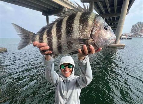 Sheepshead Florida Length