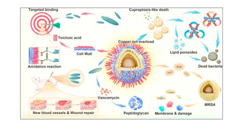 Nanoarchitectonics Of In Situ Antibiotic Releasing Acicular Nanozymes