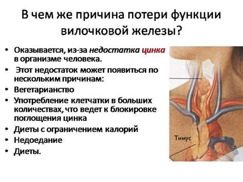 Тимус вилочковая железа презентация онлайн
