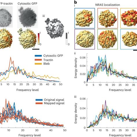 Decomposing The Spatial Organization Of Cell Surface Signaling On