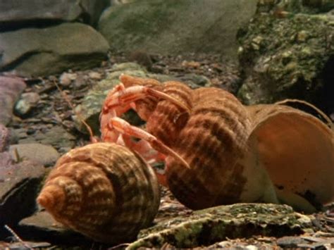 Worm Shell Videos And Hd Footage Getty Images