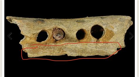 Spinosaurus Jaw Section Fossil Id The Fossil Forum