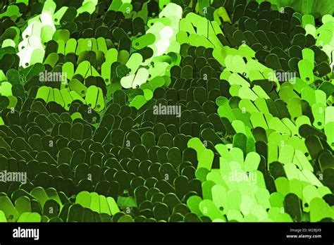 Fashion Sequin Design Designer Dress Fabric Cloth Material Sequins As Background Green Stock