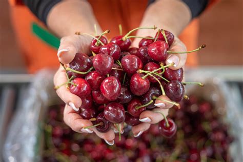 California Se Prepara Para Su Temporada De Cerezas 2024