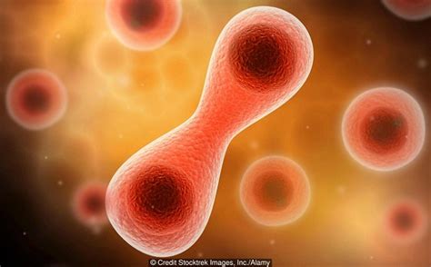 რატომ ვმრავლდებით სექსით ჩრდილოეთის ციალი