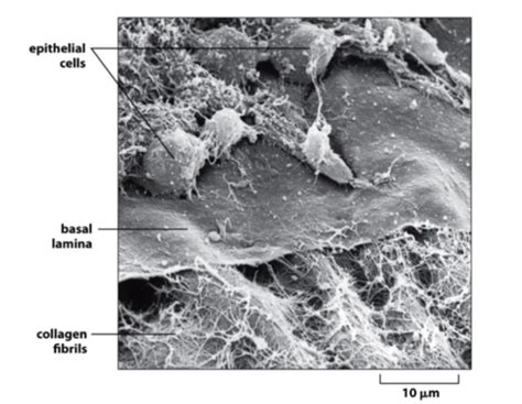 Cellular Adhesions And Junctions Flashcards Quizlet
