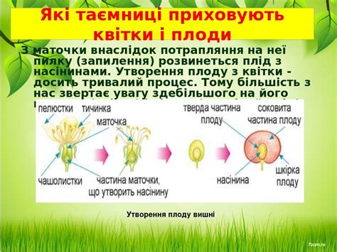 Презентація Які органи у квіткової рослини Презентація Пізнаємо