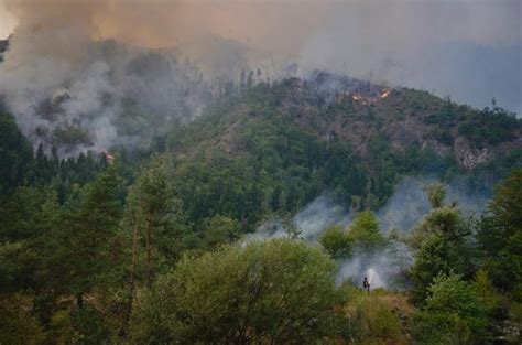გადამწვარი ბორჯომის ტყის სულისშემძვრელი ფოტოები