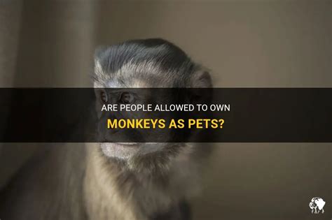 Are People Allowed To Own Monkeys As Pets Petshun