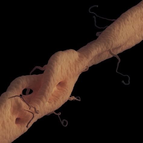 Axon Dendrite 3d Model Turbosquid 1329917