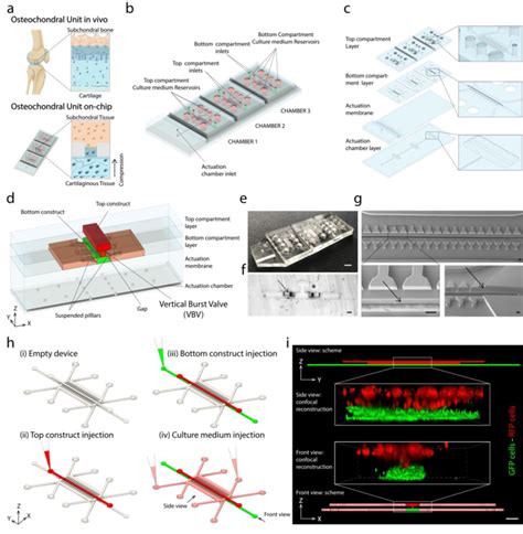A Microfluidic Device Providing Bi Layer 3d Constructs With Tissue