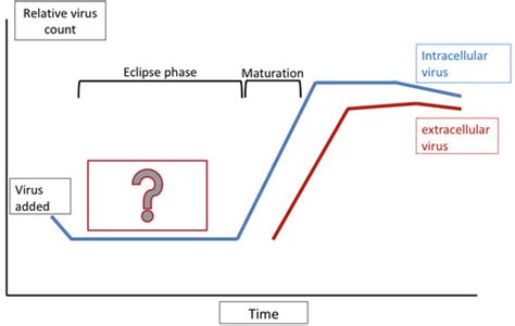 Virus Replication And Pathogenesis Flashcards Quizlet