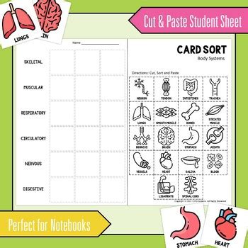 Body Systems Card Sort Activity Digital Print Science Card Sorts